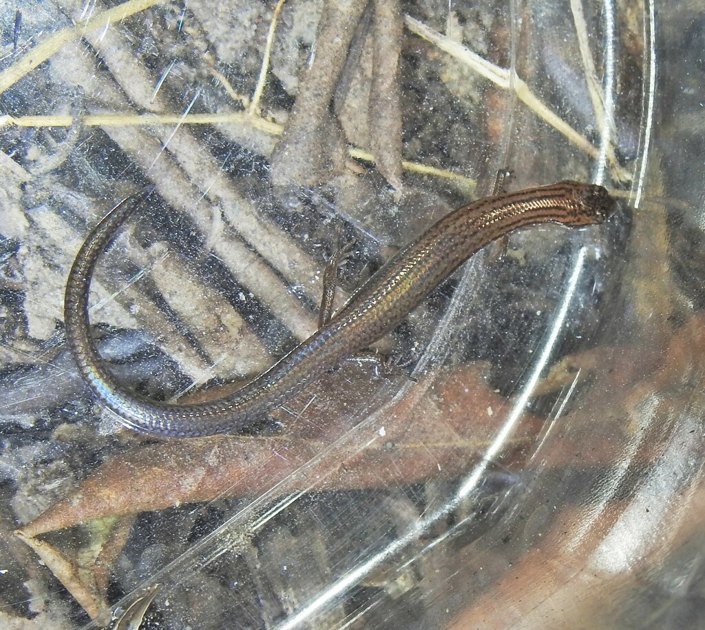 Cone-eared Calyptotis from Talegalla Weir QLD 4650, Australia on August ...