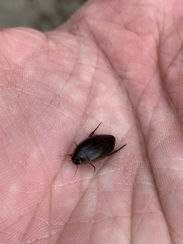 Rhantus from High Weald Area of Outstanding Natural Beauty, Tenterden ...