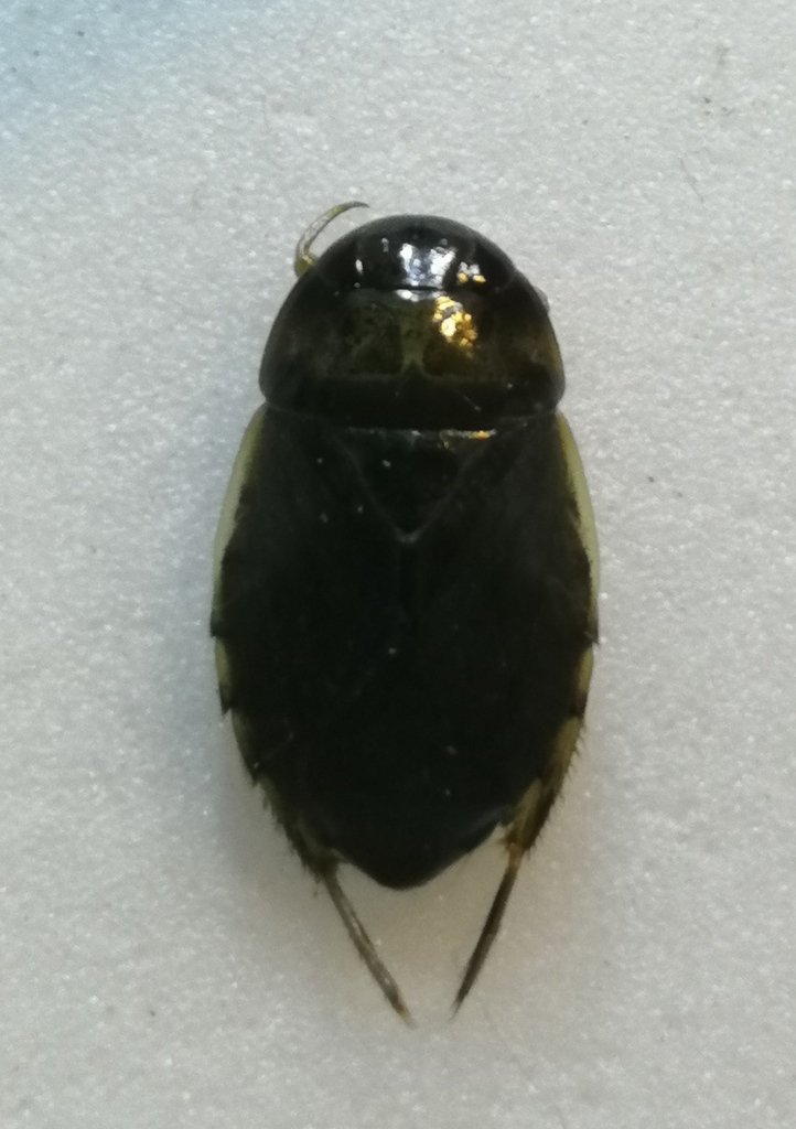 saucer bug from 16-500 Sejny, Polska on August 6, 2023 at 09:29 AM by ...