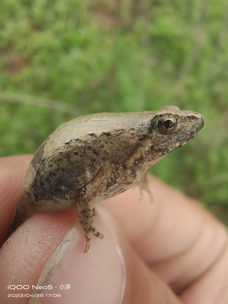 Rice Frogs from 中国河南省信阳市固始县 on April 26, 2022 at 05:06 PM by 游 ...