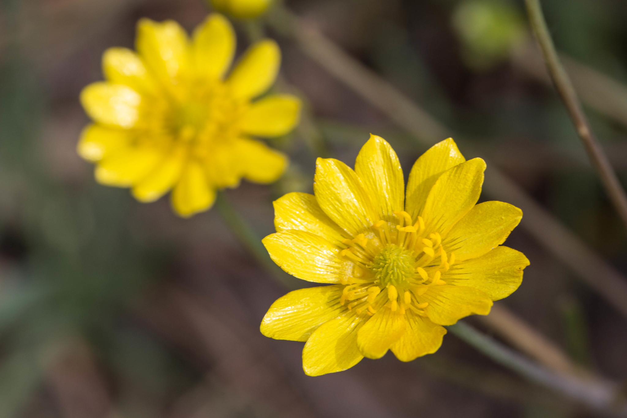 Ranunculus canus Benth.