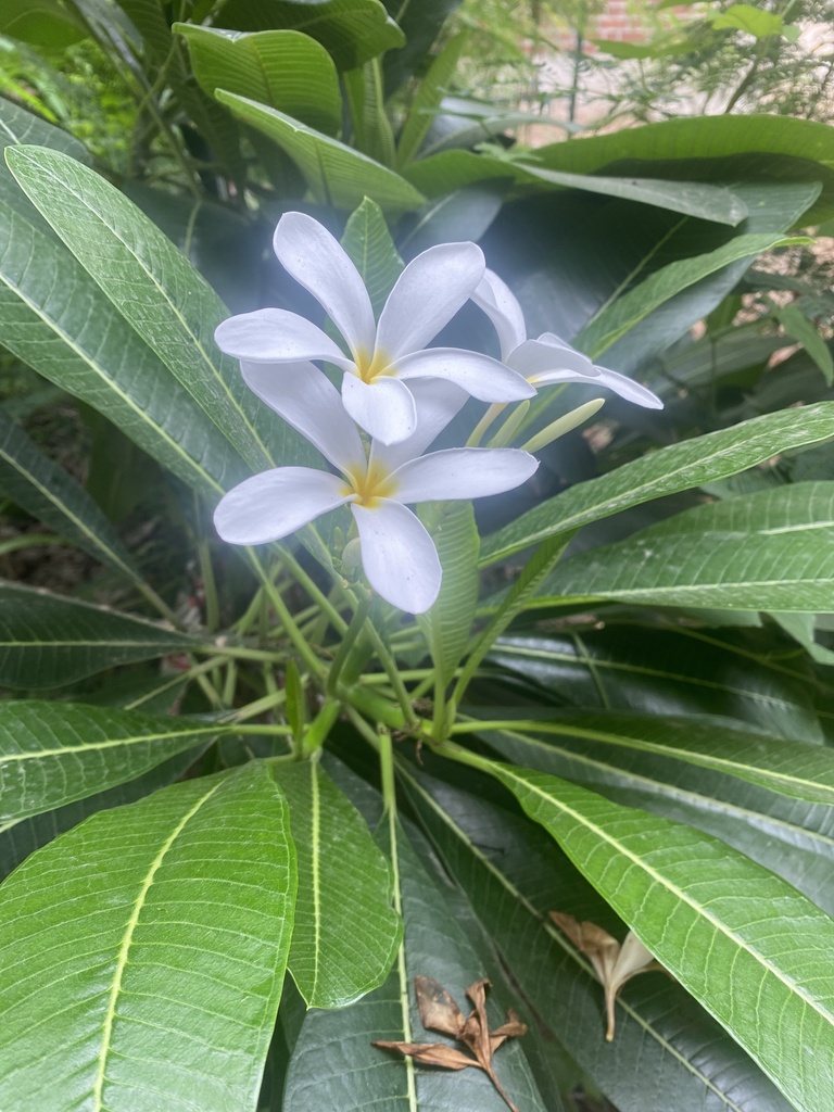 White Frangipani from SV Desai Marg, Ahmedabad, GJ, IN on August 7 ...