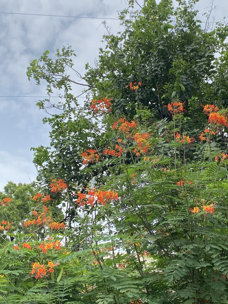 peacock flower from Shree MN Desai Marg, Ahmedabad, GJ, IN on August 7 ...