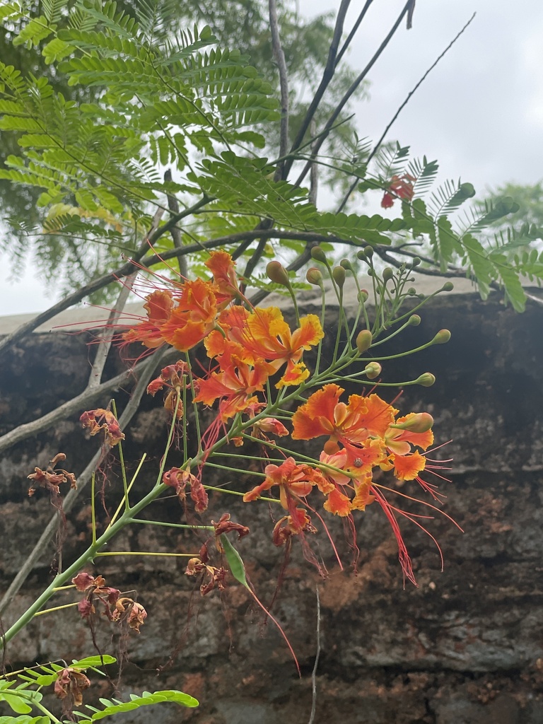 peacock flower from Shree MN Desai Marg, Ahmedabad, GJ, IN on August 7 ...