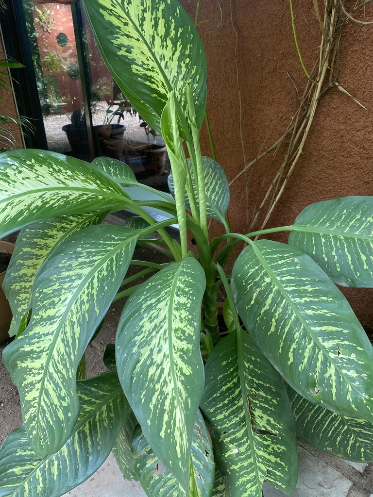 dumb canes from Shree Dada Jinanand Suri Marg, Ahmedabad, GJ, IN on ...