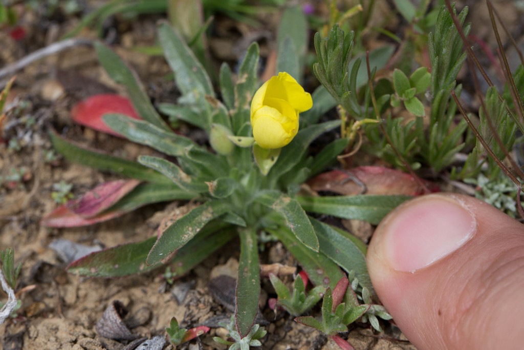 hill sun cup (Tetrapteron graciliflorum) - Botanical Realm