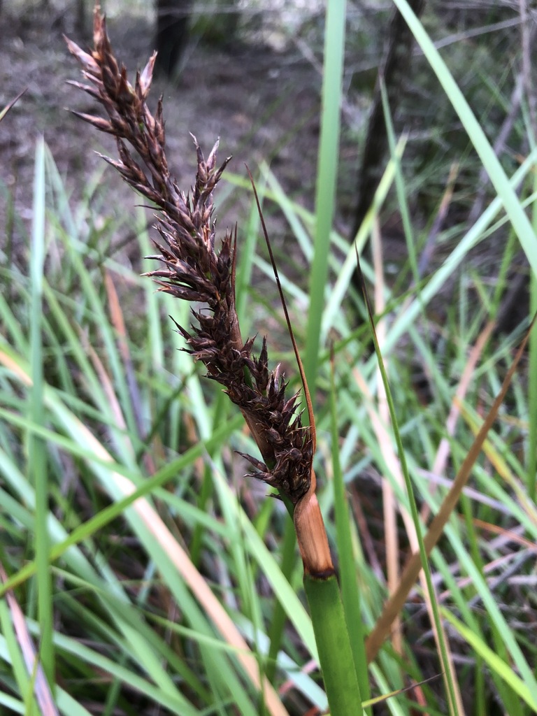 variable sword-sedge from Davies Park, Springwood, Blue Mountains, NSW ...