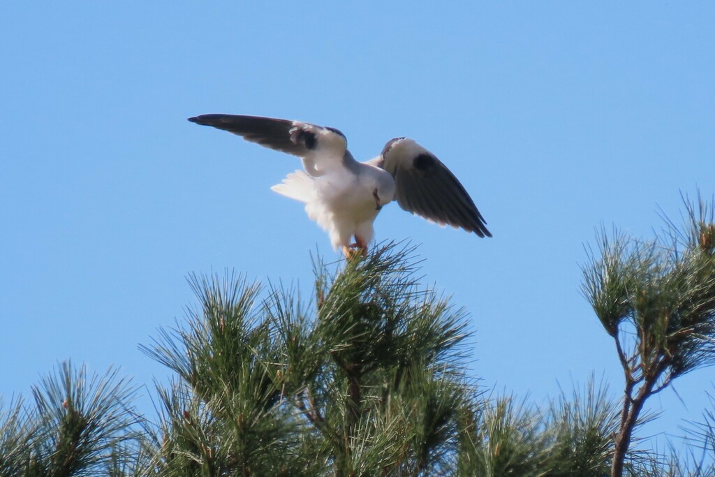 Black-shouldered Kite from South Jerrabomberra Ponds, Environa Dr ...