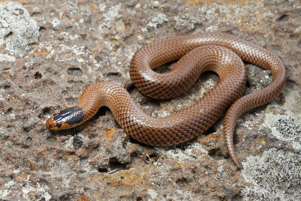 Little Whip Snake in August 2023 by Owen Lishmund · iNaturalist