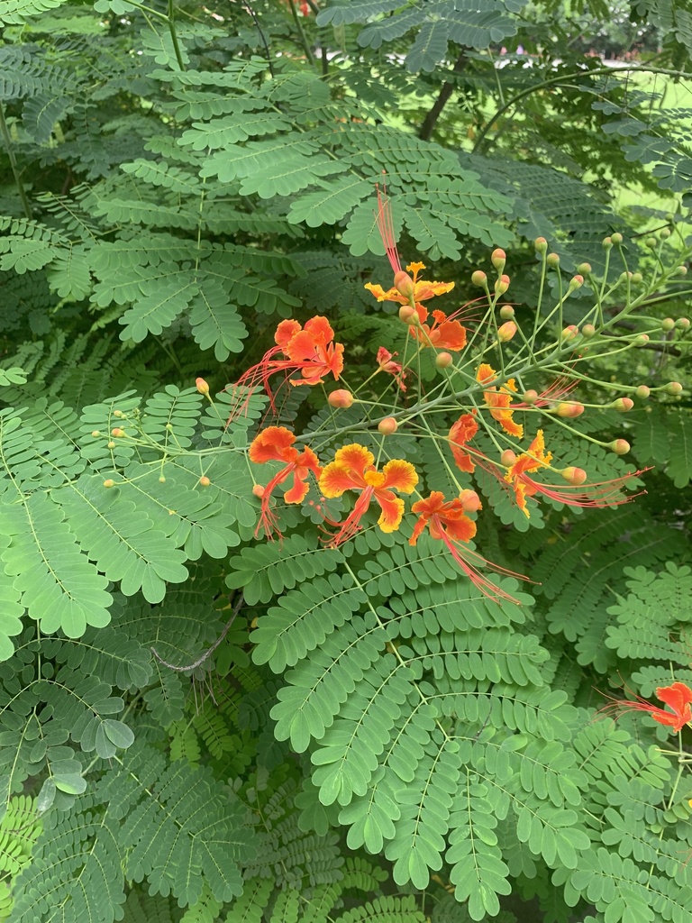 peacock flower from Navrangpura, Ahmedabad, GJ, IN on August 7, 2023 at ...
