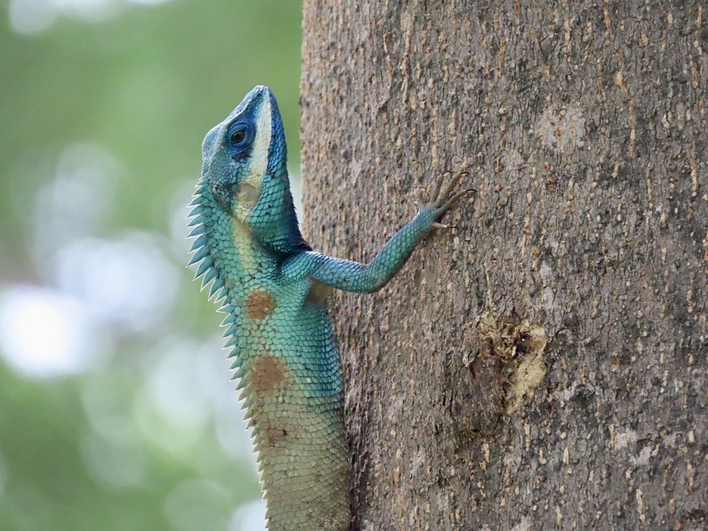 Siamese Blue Crested Lizard from Sukhothai Airport, Sawankhalok ...