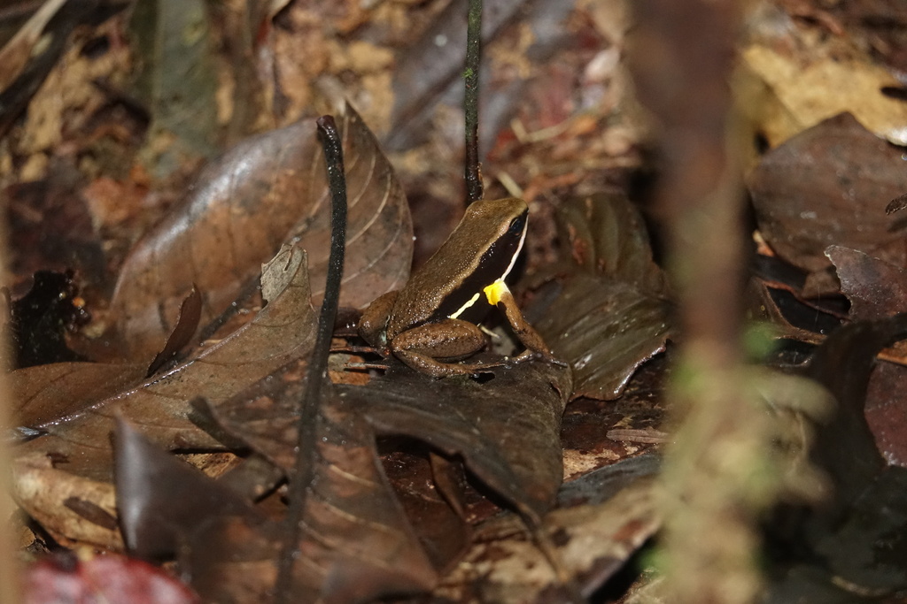 Myers' Poison Frog from El Encanto, Amazonas, Colombia on February 7 ...