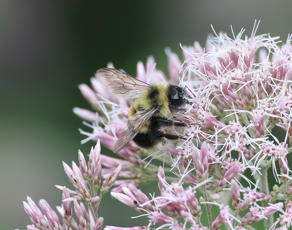 Rusty-patched Bumble Bee in August 2023 by Joel Neylon · iNaturalist