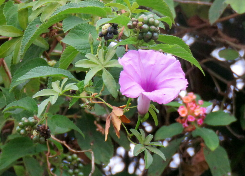 Convolvuloideae from Muthanallur Lake, Bommasandra, Karnataka on August ...