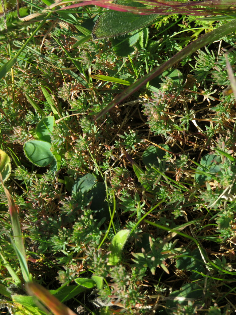 Common Annual Muggiegrass from Soetvlei Field, Soetvlei Ave, Soetvlei ...