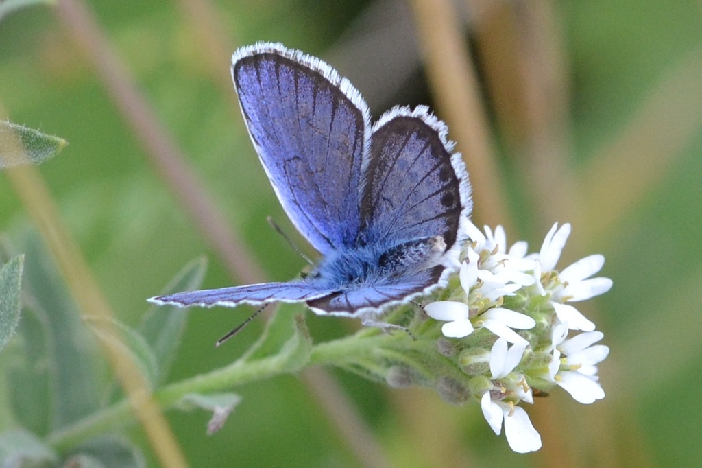 Reverdin's Blue from 293 01 Mladá Boleslav, Česko on August 1, 2023 at ...