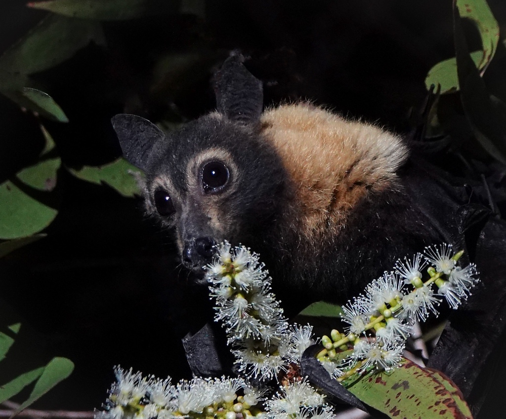 Spectacled Flying-fox (Pteropus conspicillatus) - Know Your Mammals