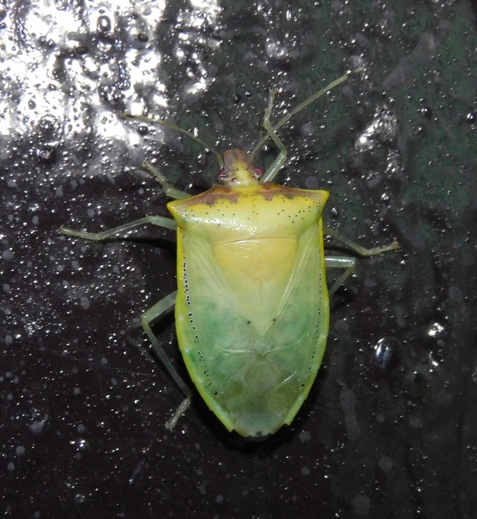 Priassus from Kwarali, Uttarakhand, India on August 5, 2023 at 06:01 PM ...