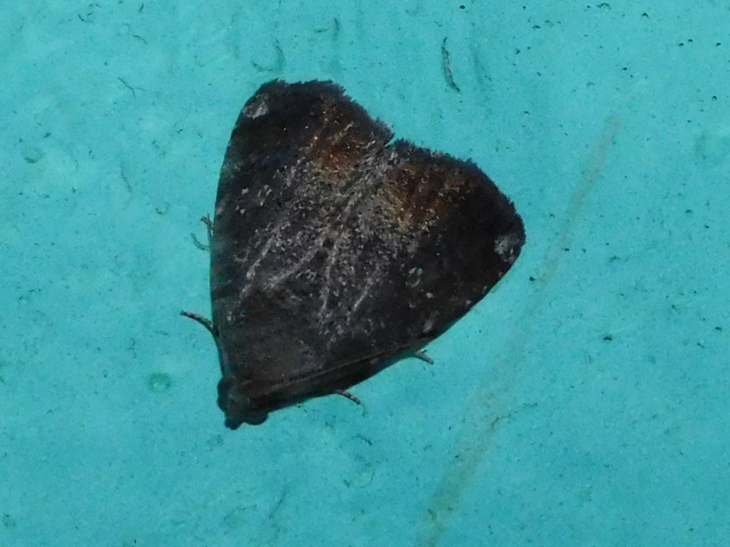 Butterflies and Moths from Kwarali, Uttarakhand, India on August 5 ...