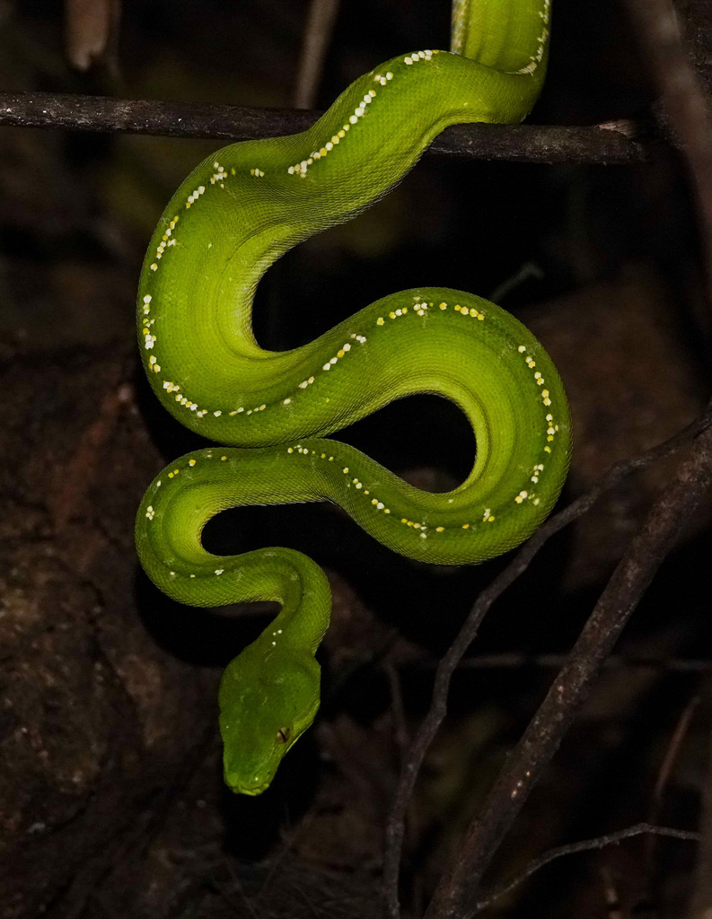 Southern Green Python in July 2023 by liznoble · iNaturalist