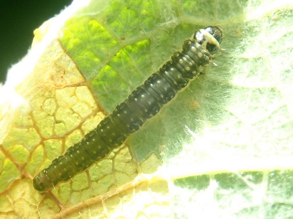 Tortricid Leafroller Moths from Quakerstown, Clare, Ireland on August 5 ...