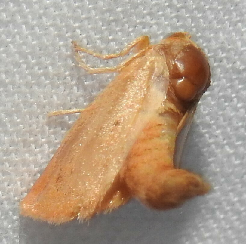 Red-crossed Button Slug Moth from East Sandwich, Sandwich, MA, USA on ...