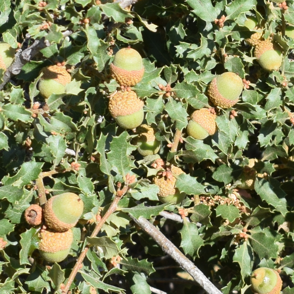 California scrub oak from Sierra Azul OSP, Santa Clara County, CA, USA ...