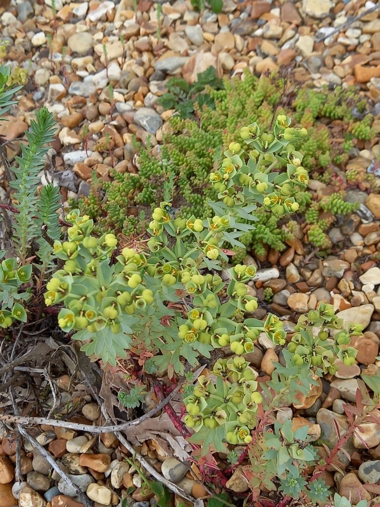 Sea Spurge from Snettisham RSPB on August 7, 2023 at 01:17 PM by Gavin ...