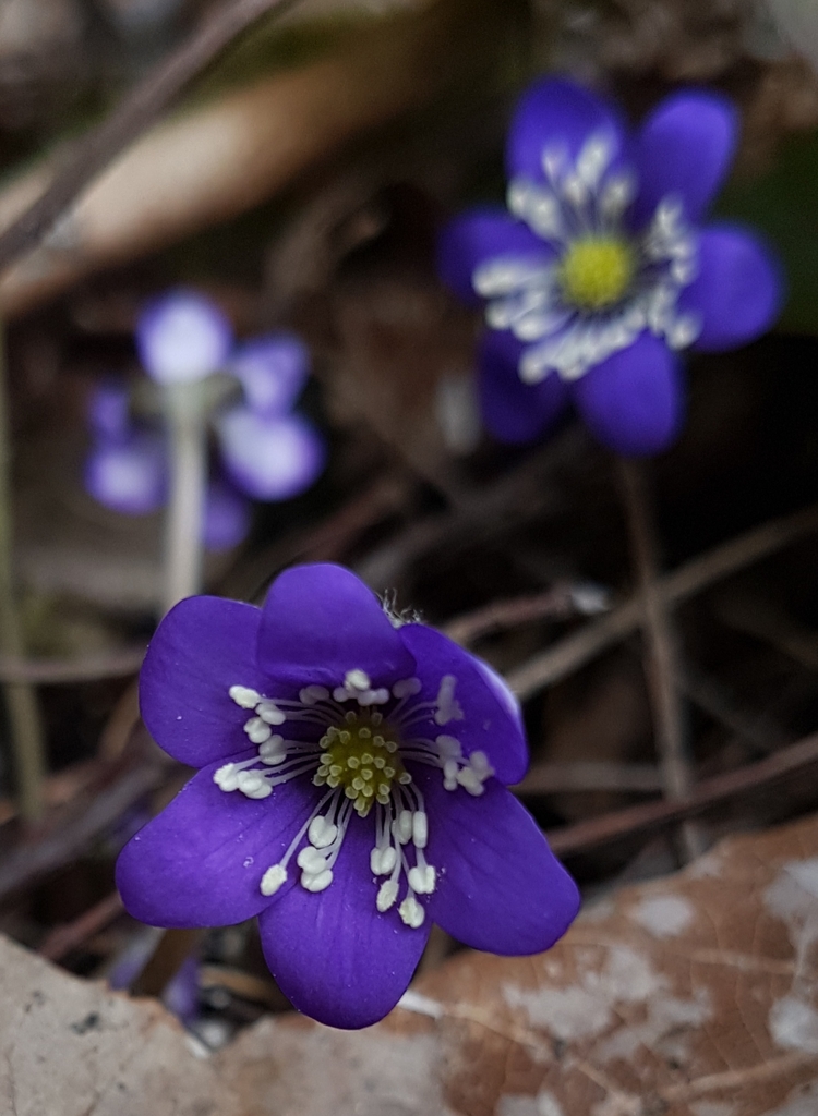 Liverleaf from Hämeenlinna, Suomi on April 15, 2018 at 04:09 PM by ...