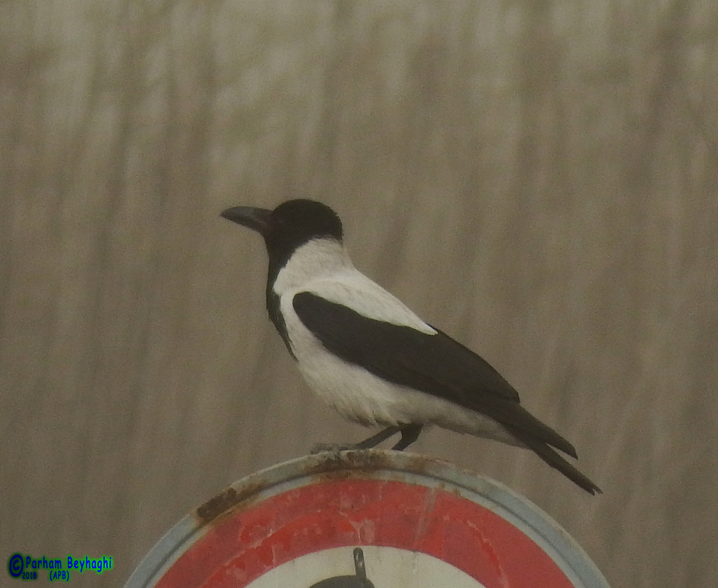 Mesopotamian Crow (Corvus cornix capellanus) - Avian Discovery