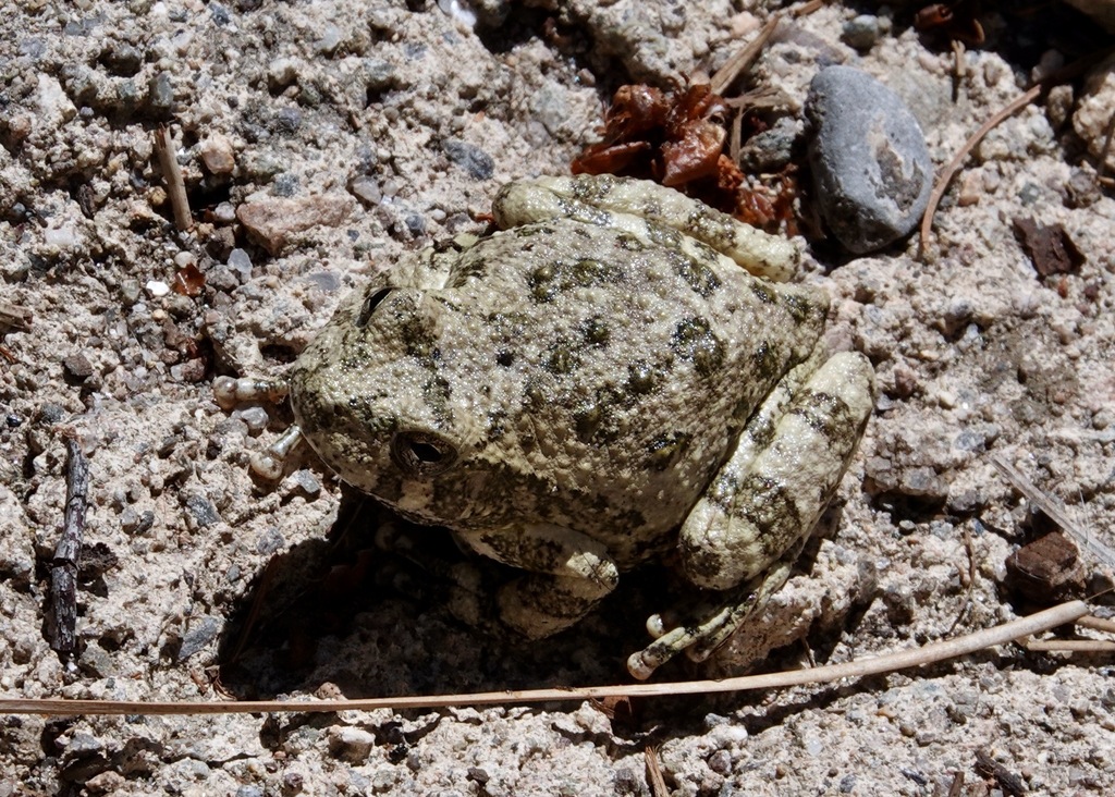 Canyon Tree Frog from Marshall Gulch Mt. Lemmon, Tucson, AZ on August 3 ...