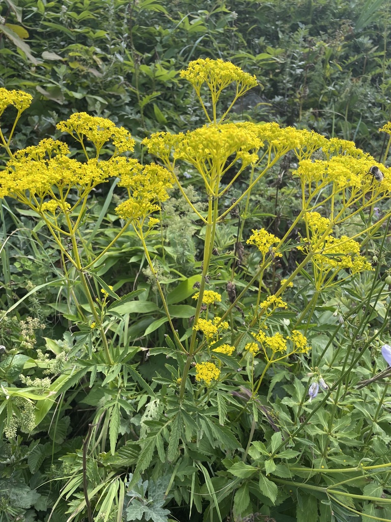 eastern valerian from Kuril'skiy rayon, Sakhalin, Russia on August 2 ...