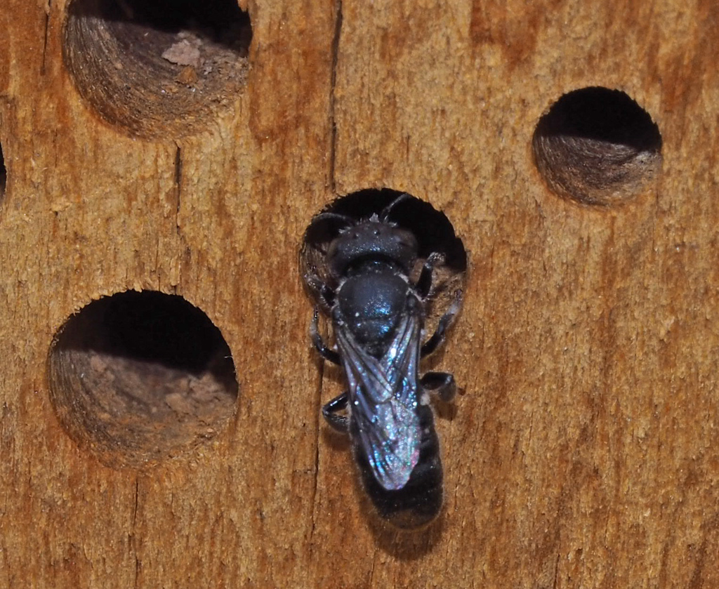 Leafcutter, Mortar, and Resin Bees in January 2019 by Linda Rogan ...
