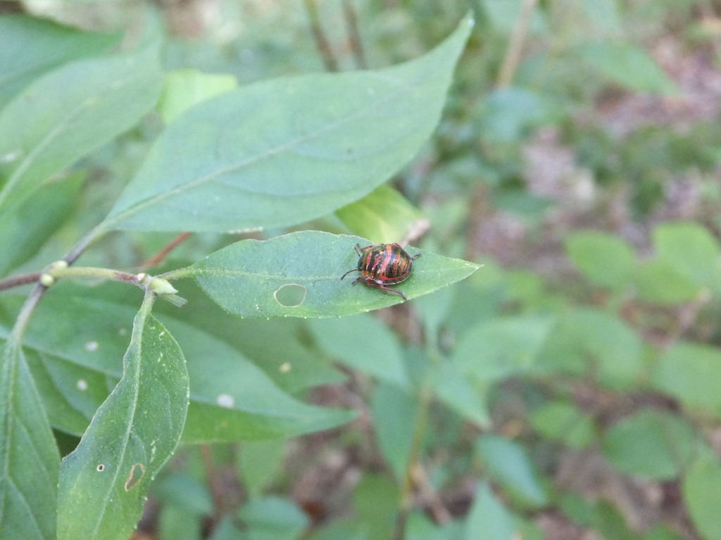 Clown Stink Bug in August 2012 by hakkahamushi · iNaturalist