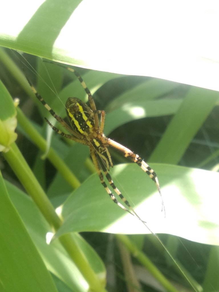 Wasp Spider from 57027 San Vincenzo LI, Italy on August 7, 2023 at 11: ...