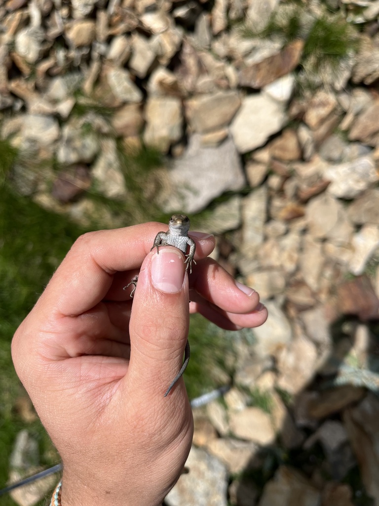 Pyrenean Rock Lizard from Parc National des Pyrénées, Bagnères-de ...