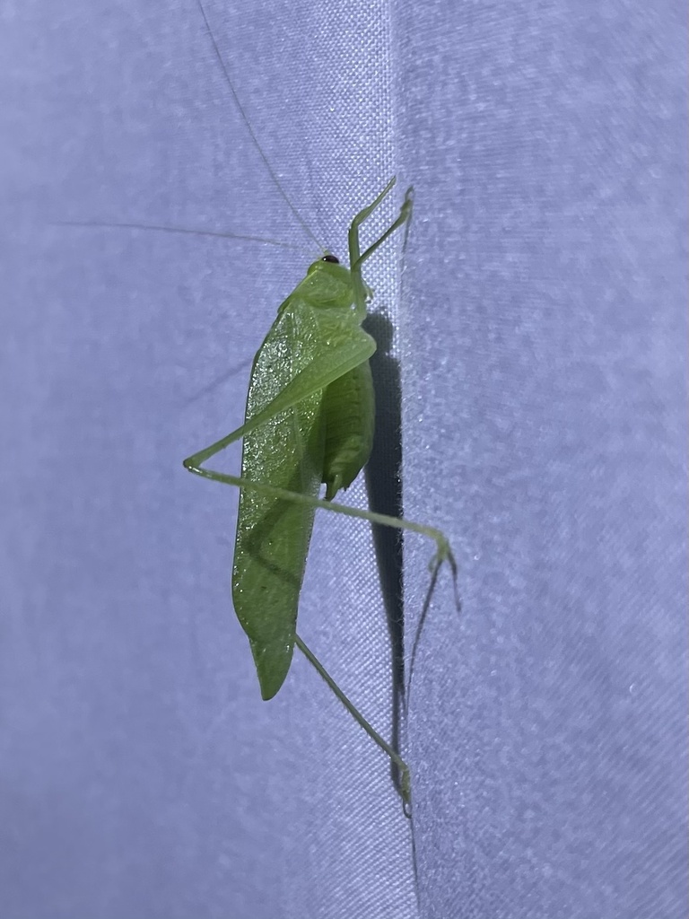 Modest Katydid from Black Hill Regional Park, Boyds, MD, US on August 6 ...