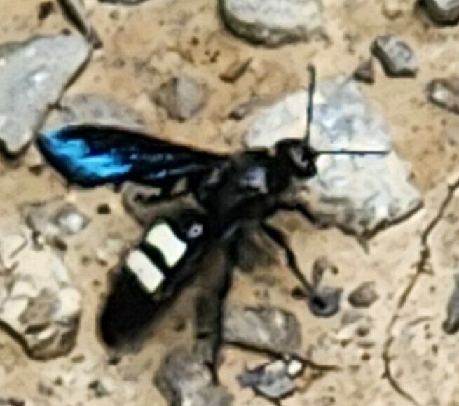 Double-banded Scoliid Wasp from Gallatin County, IL, USA on August 6 ...