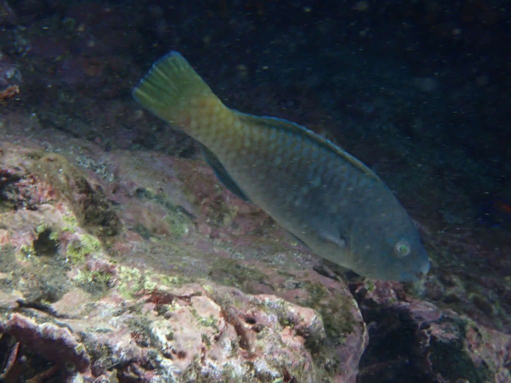 Azure parrotfish from Pacific Ocean, San Cristobal, Galapagos, EC on ...