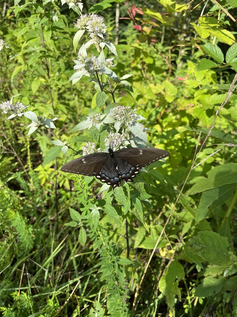 Eastern Tiger Swallowtail from Huntdale Rd, Green Mountain, NC, US on ...