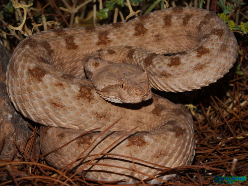 Persian Horned Viper (Pseudocerastes persicus) - Snakes and Lizards