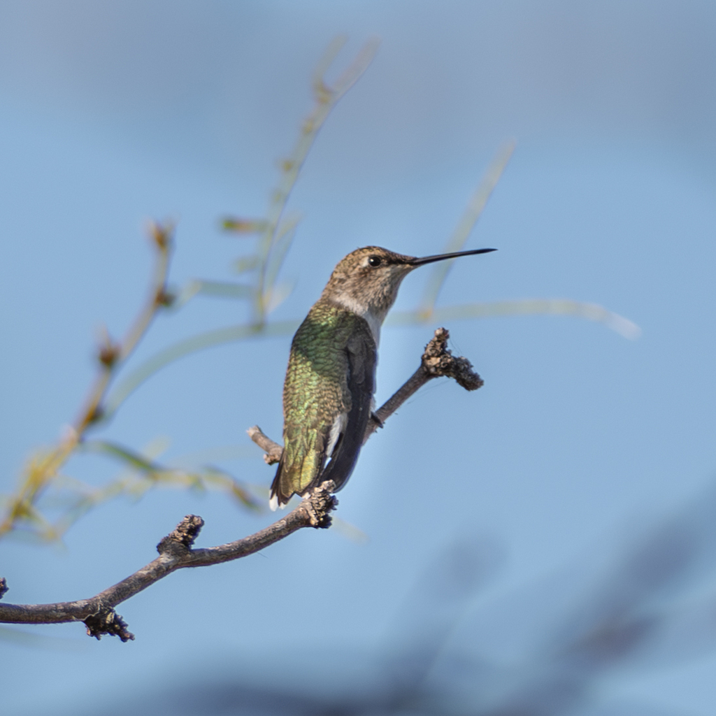 Hummingbirds from Hood County, TX, USA on August 5, 2023 at 09:04 AM by ...