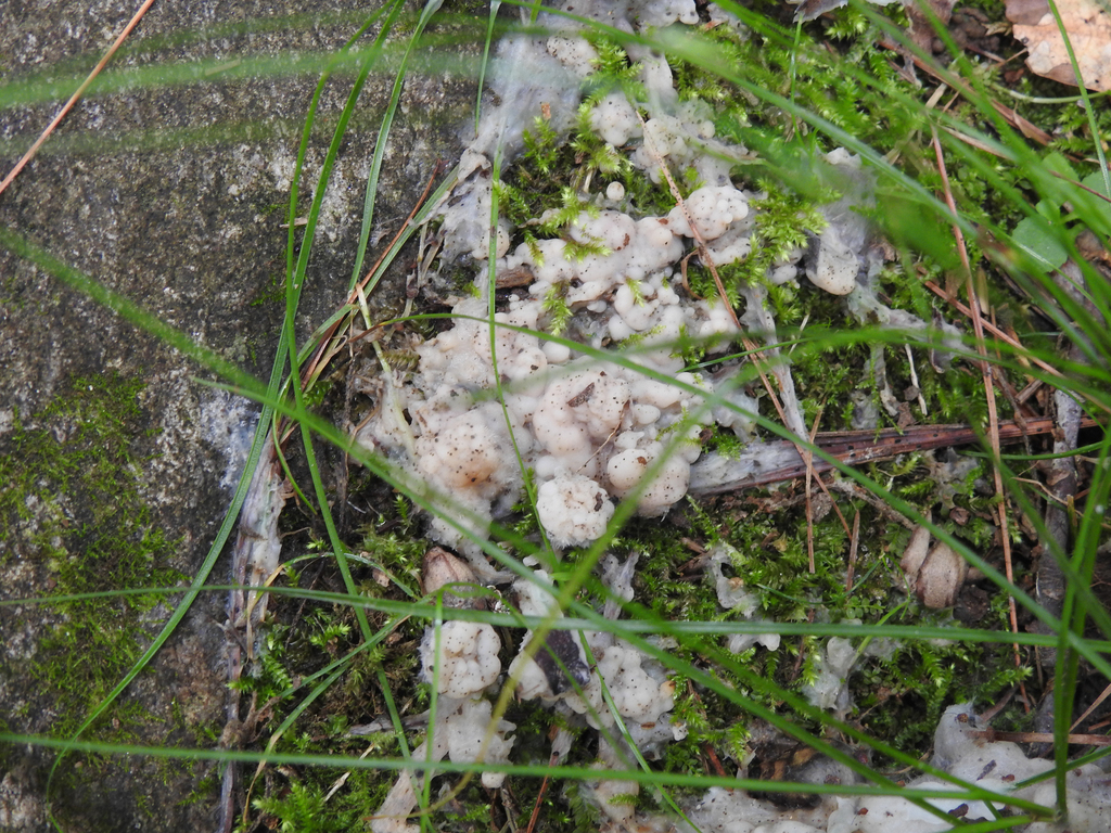 enveloping crust from Worcester, Massachusetts, United States on July ...