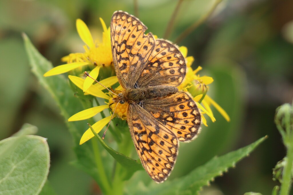 Bog Fritillary from Jasper, AB T0E 1E0, Canada on July 13, 2023 at 12: ...