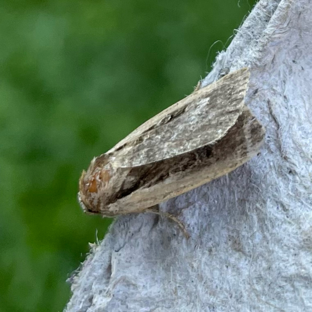 Flame-shouldered Dart from Peterborough on August 6, 2023 at 09:59 AM ...