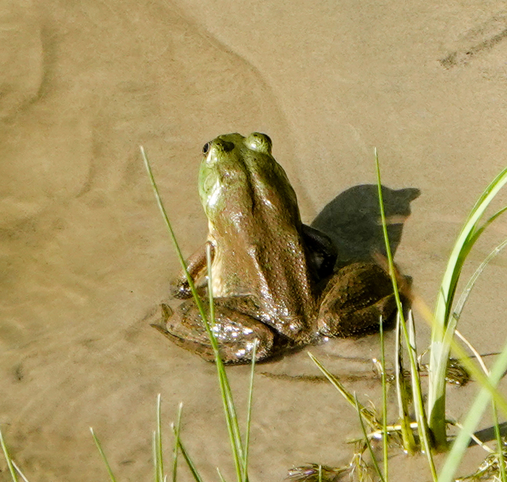 American Bullfrog from Cherry County, NE, USA on July 24, 2023 at 09:20 ...
