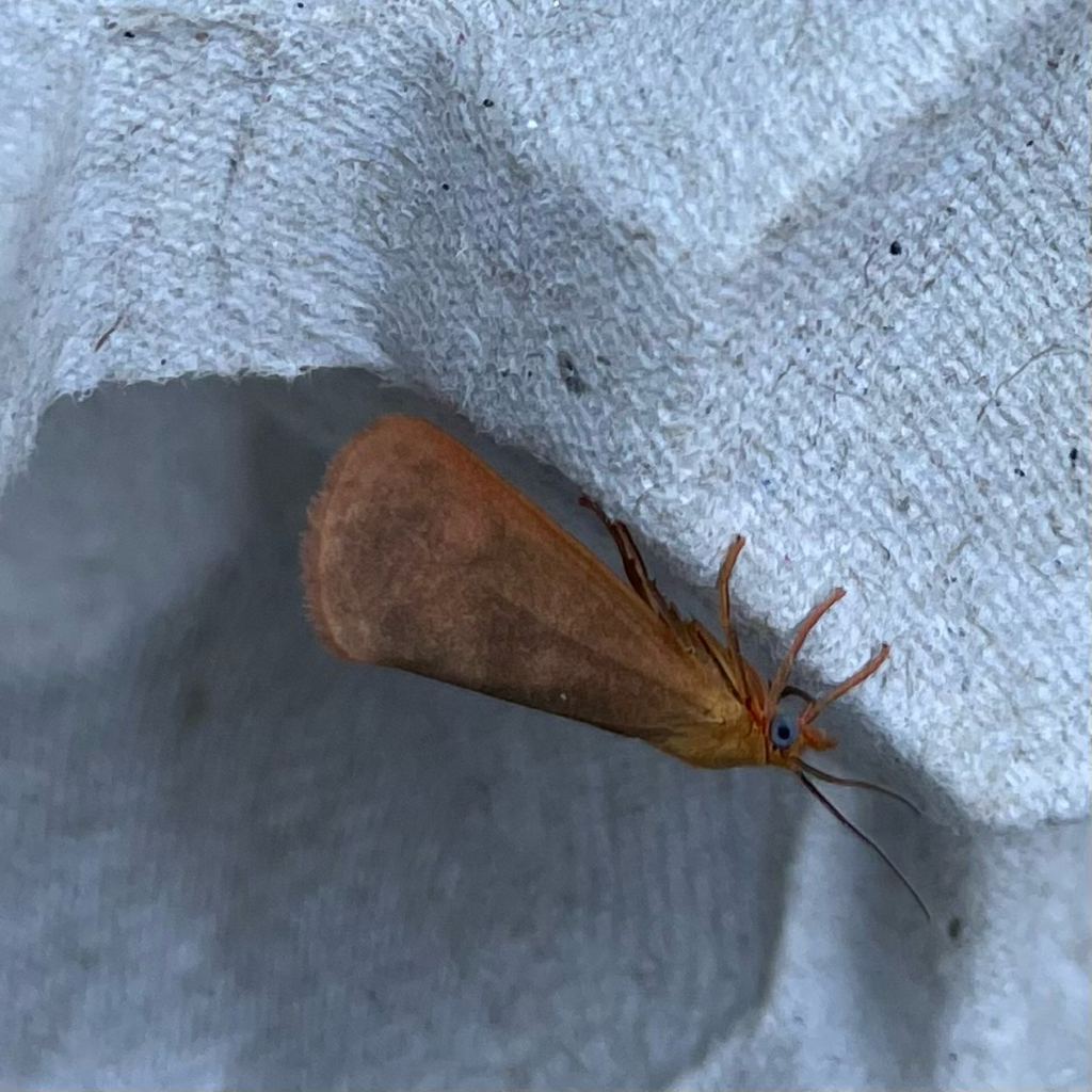 Orange Virbia Moth from Peterborough on August 6, 2023 at 09:57 AM by ...
