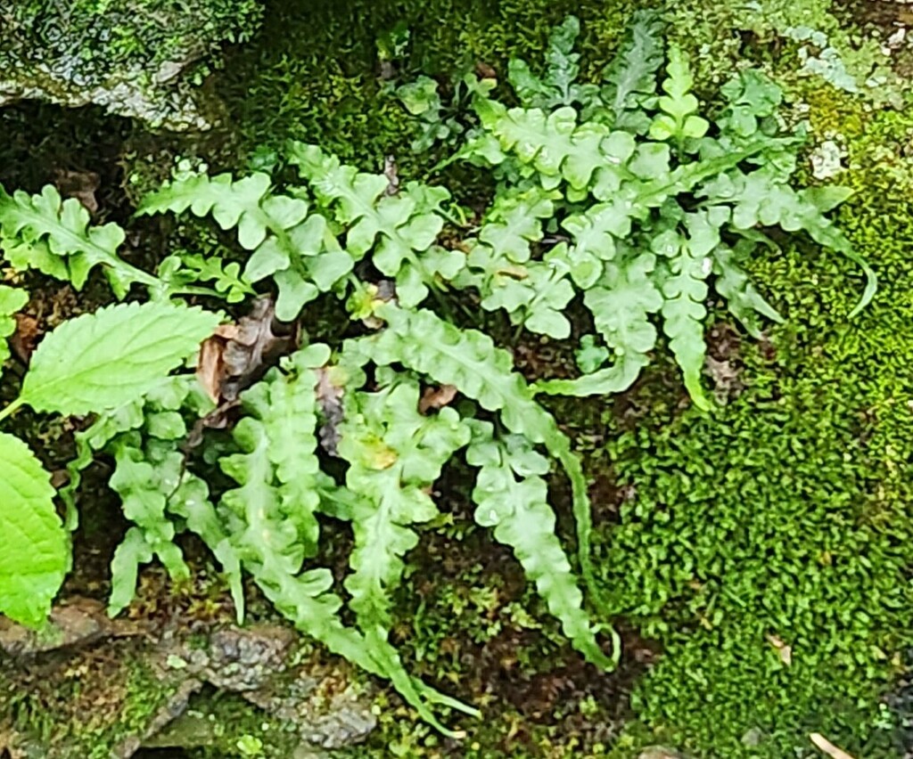 lobed spleenwort in August 2023 by Charles Andrews · iNaturalist