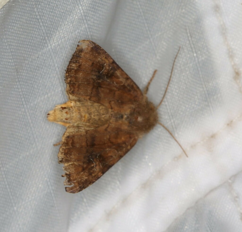 Veiled Ear Moth from 25 2eme rang Maria Gaspésie--Îles-de-la-Madeleine ...