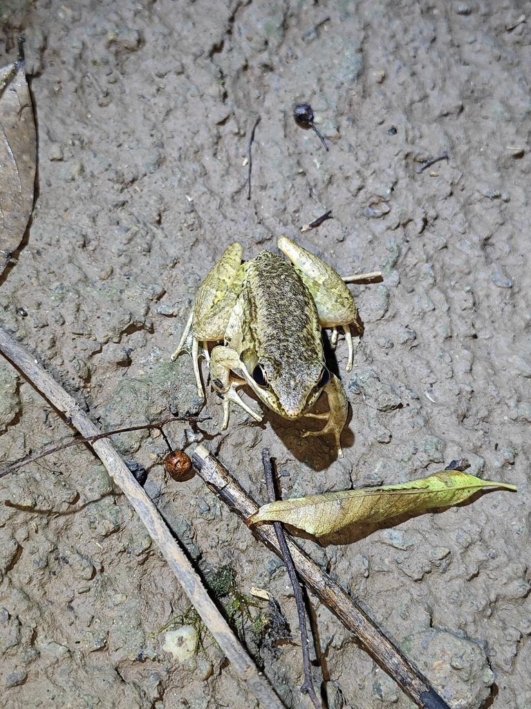 Guenther's Frog in August 2023 by 15721196805 · iNaturalist